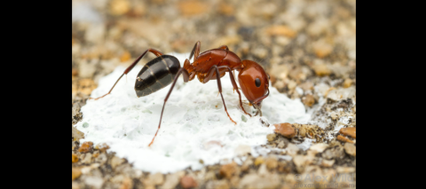 Alex Wild Photography Webinar Preview | Certification - Entomological ...